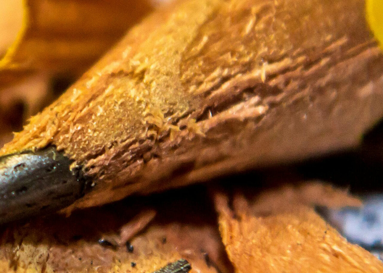 Whatzit - Cooperative Living