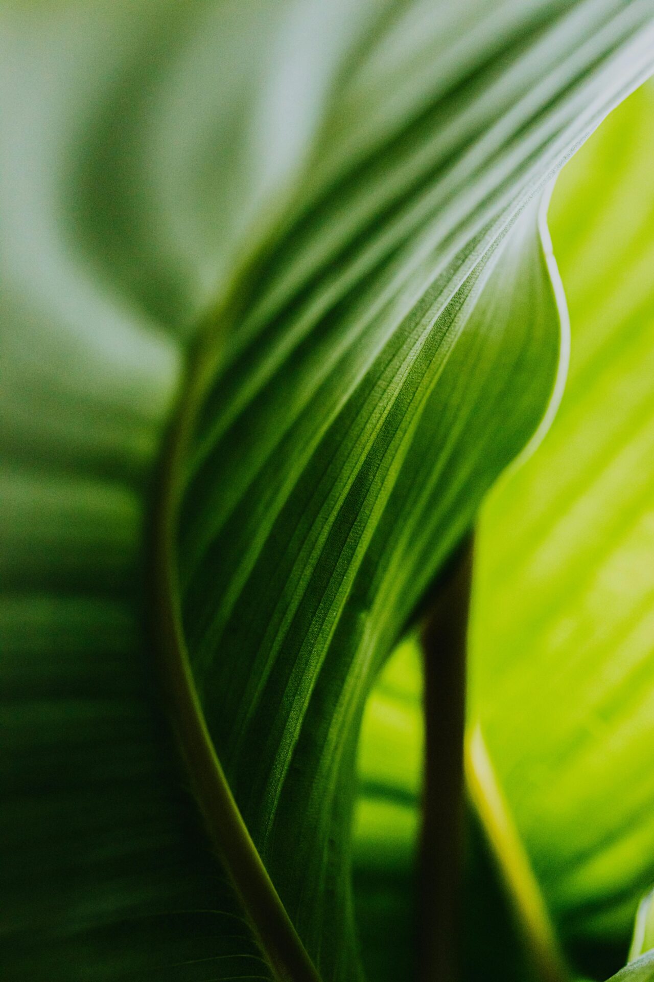 Whatzit - Cooperative Living