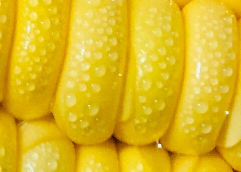 Whatzit - Cooperative Living